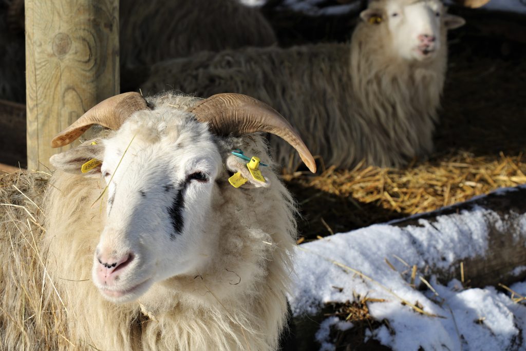 ovce domácí - valašská - Zoo Jihlava