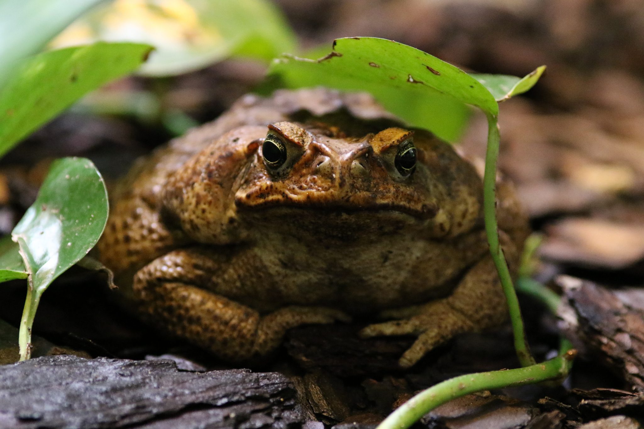 ropucha obrovská - Zoo Jihlava