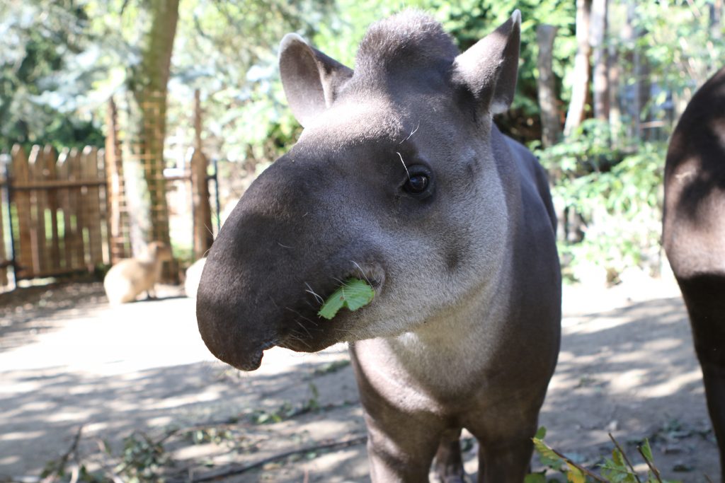 tapír jihoamerický - Zoo Jihlava