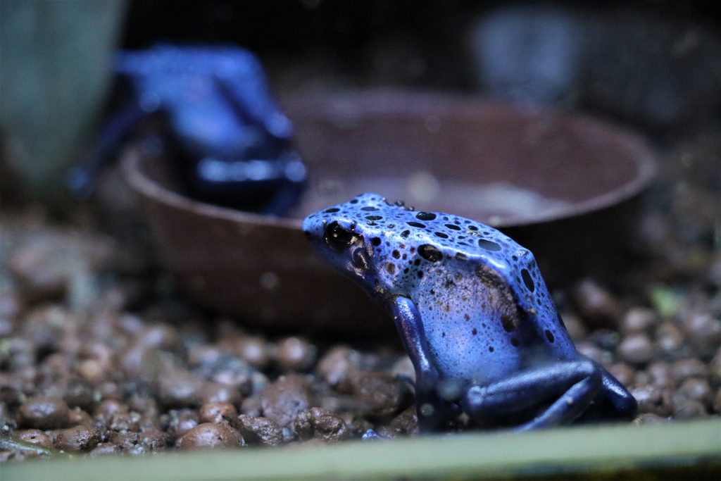 pralesnička azurová - Zoo Jihlava
