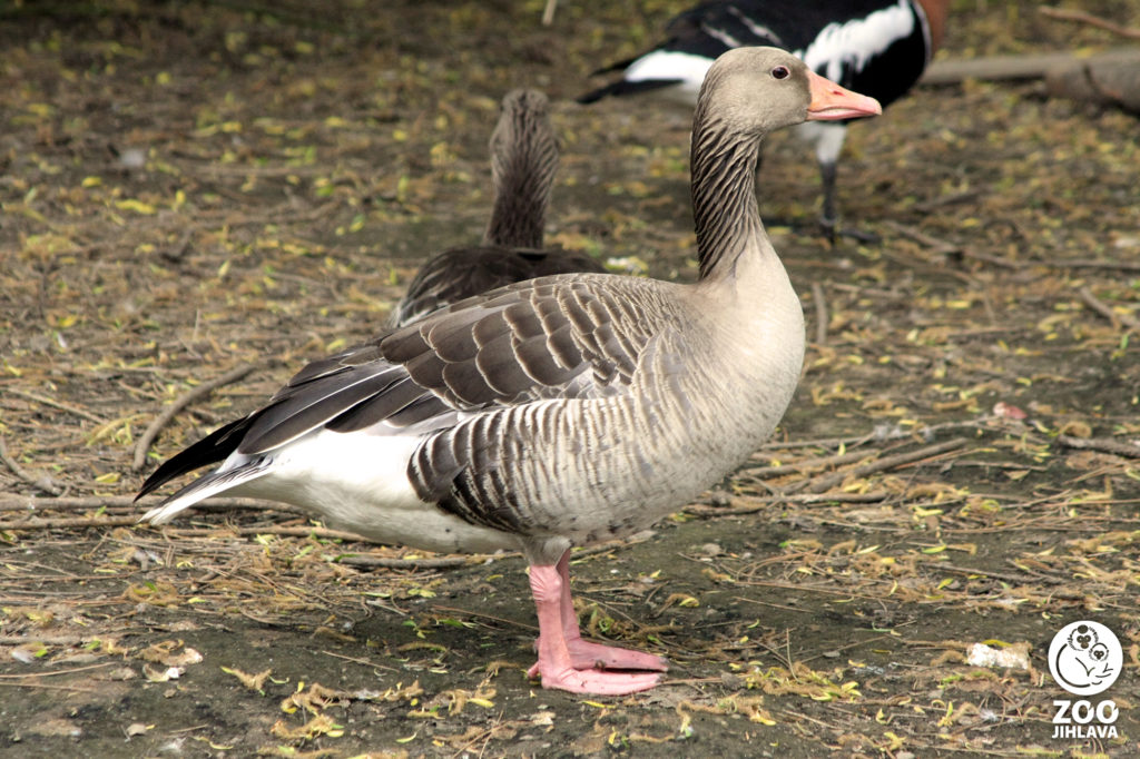 husa velká - Zoo Jihlava