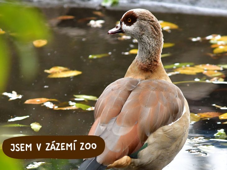 Zvířata Archív - Strana 5 z 20 - Zoo Jihlava