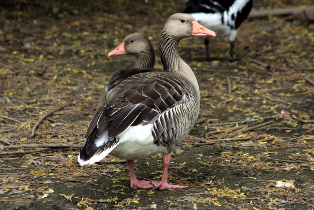 husa velká - Zoo Jihlava
