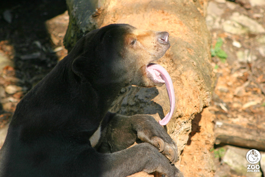 medvěd malajský - Zoo Jihlava