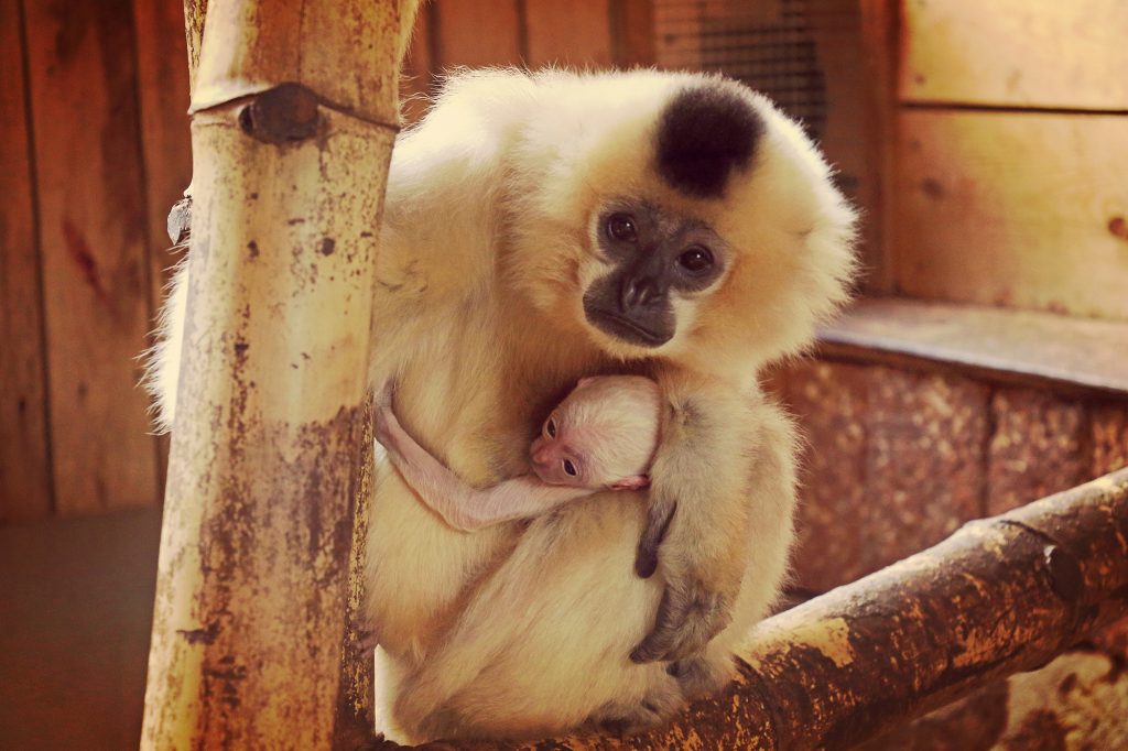 gibon zlatolící - Zoo Jihlava