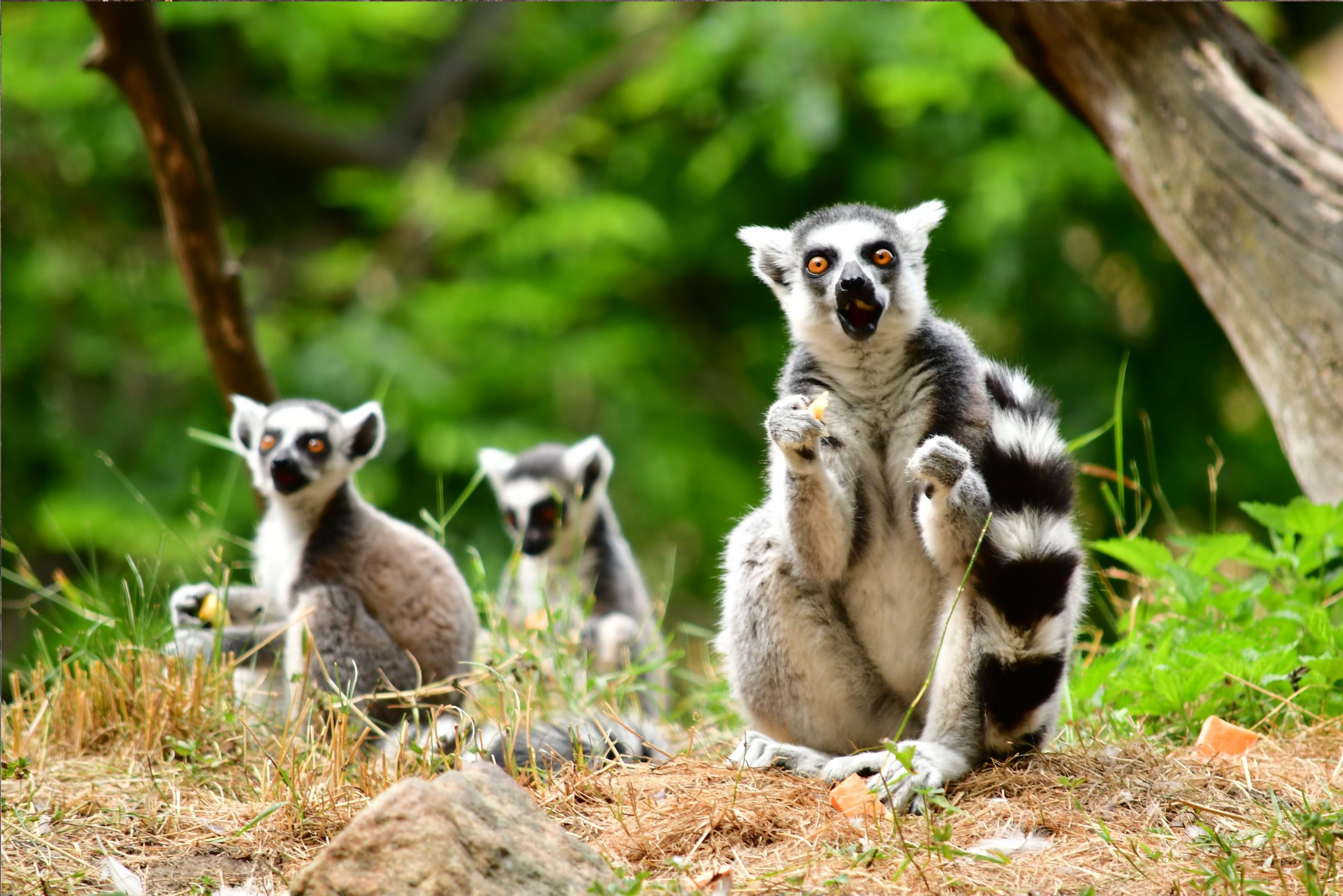 Den zvířat v zoo - Zoo Jihlava