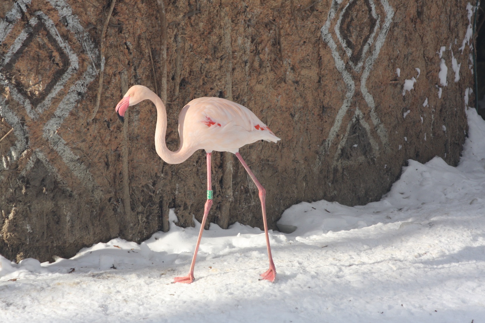 Ani v zimě Zoo Jihlava nespí! - Zoo Jihlava