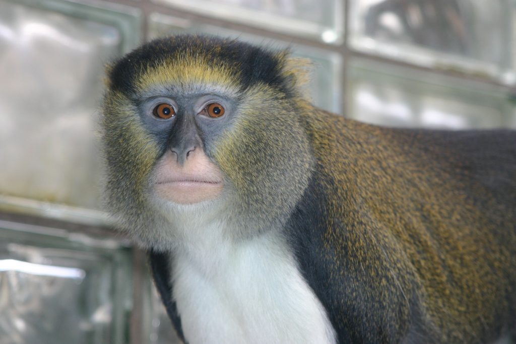 kočkodan Lowéův - Zoo Jihlava