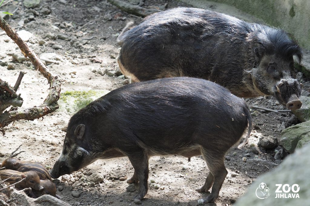 prase visajanské negroské - Zoo Jihlava
