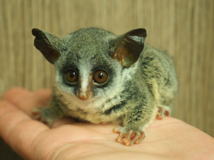 Zvířata Archív - Strana 8 z 20 - Zoo Jihlava