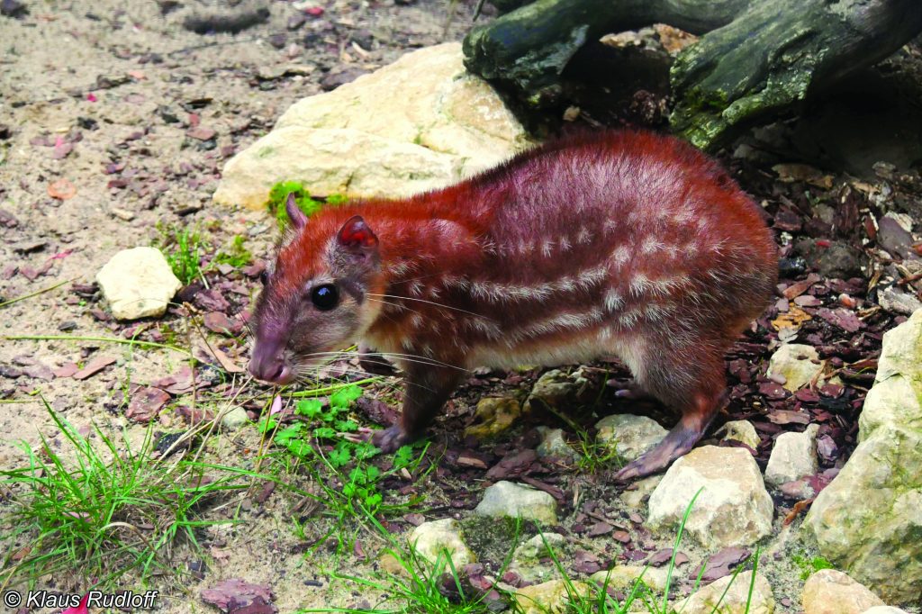 PAKA NÍŽINNÁ - Zoo Jihlava