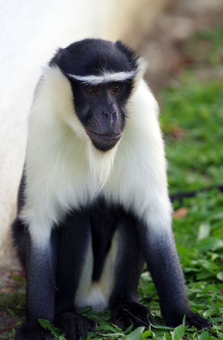 Kočkodan Rolowayův i chocholatky modré, to jsou plánované novinky pro ...