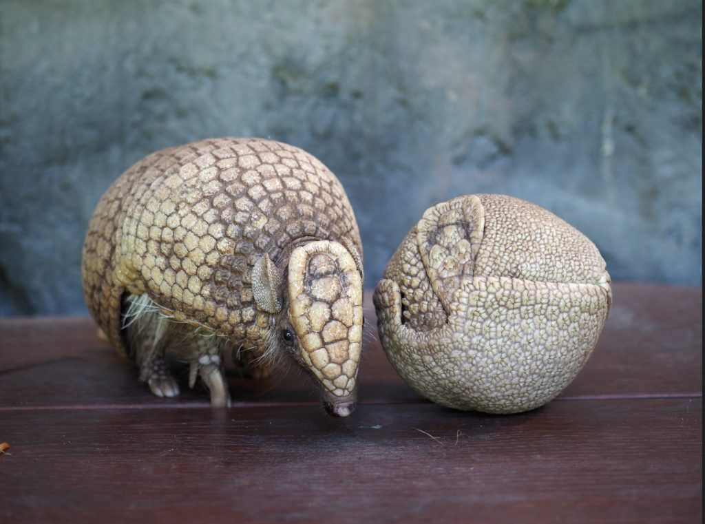 Otevíráme pétanquové hřiště! Maskotem je pásovec - Zoo Jihlava