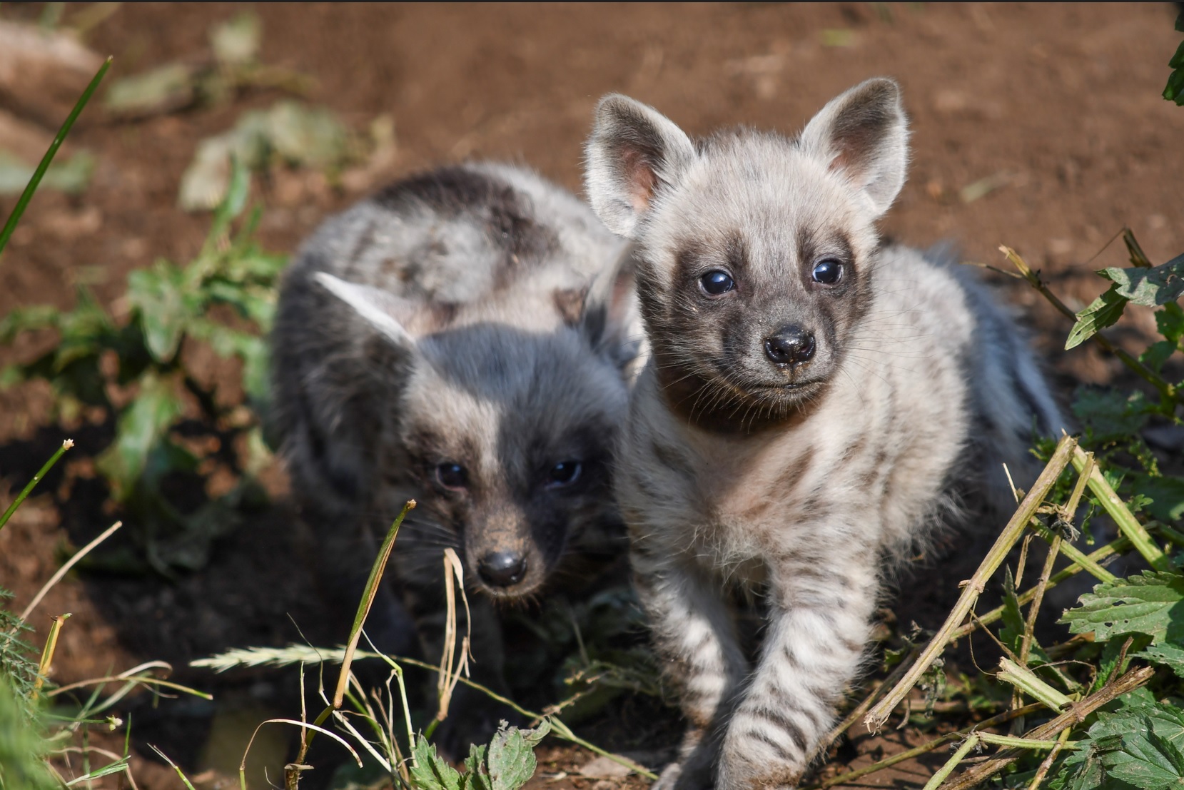 Vzácná mláďata v Jihlavě! V zoo se narodily hyeny - Zoo Jihlava