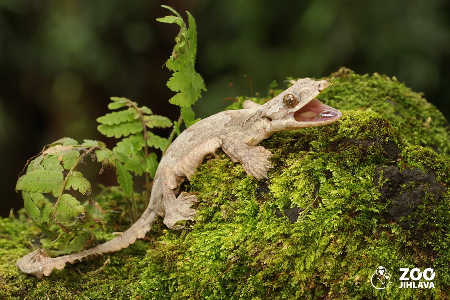 gekon létavý - Zoo Jihlava